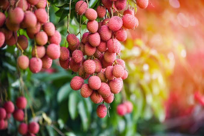 How long does a lychee tree take to grow – Fellsmere Lychees